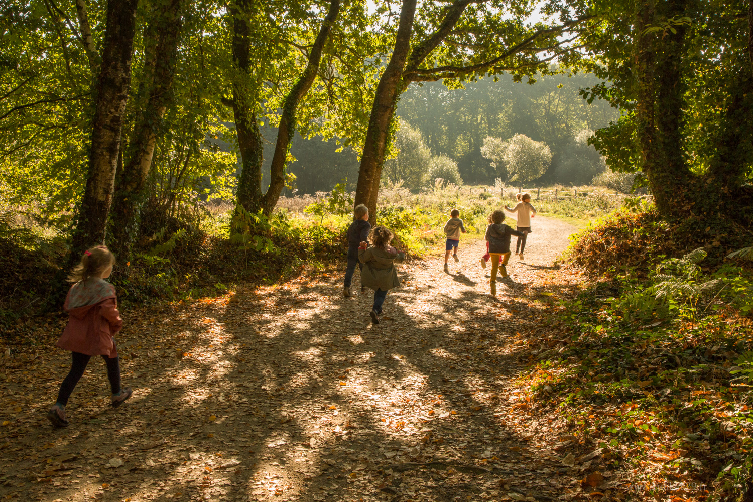 Parcours Enfants Autour Des Arbres Remarquables En For t De Saint